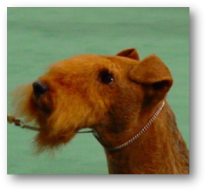 Épilation du chien : les bonnes pratiques. Stripping ou trimming